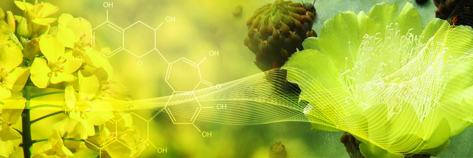 Hallstar | Innovative, leading-edge, ester chemistry solutions